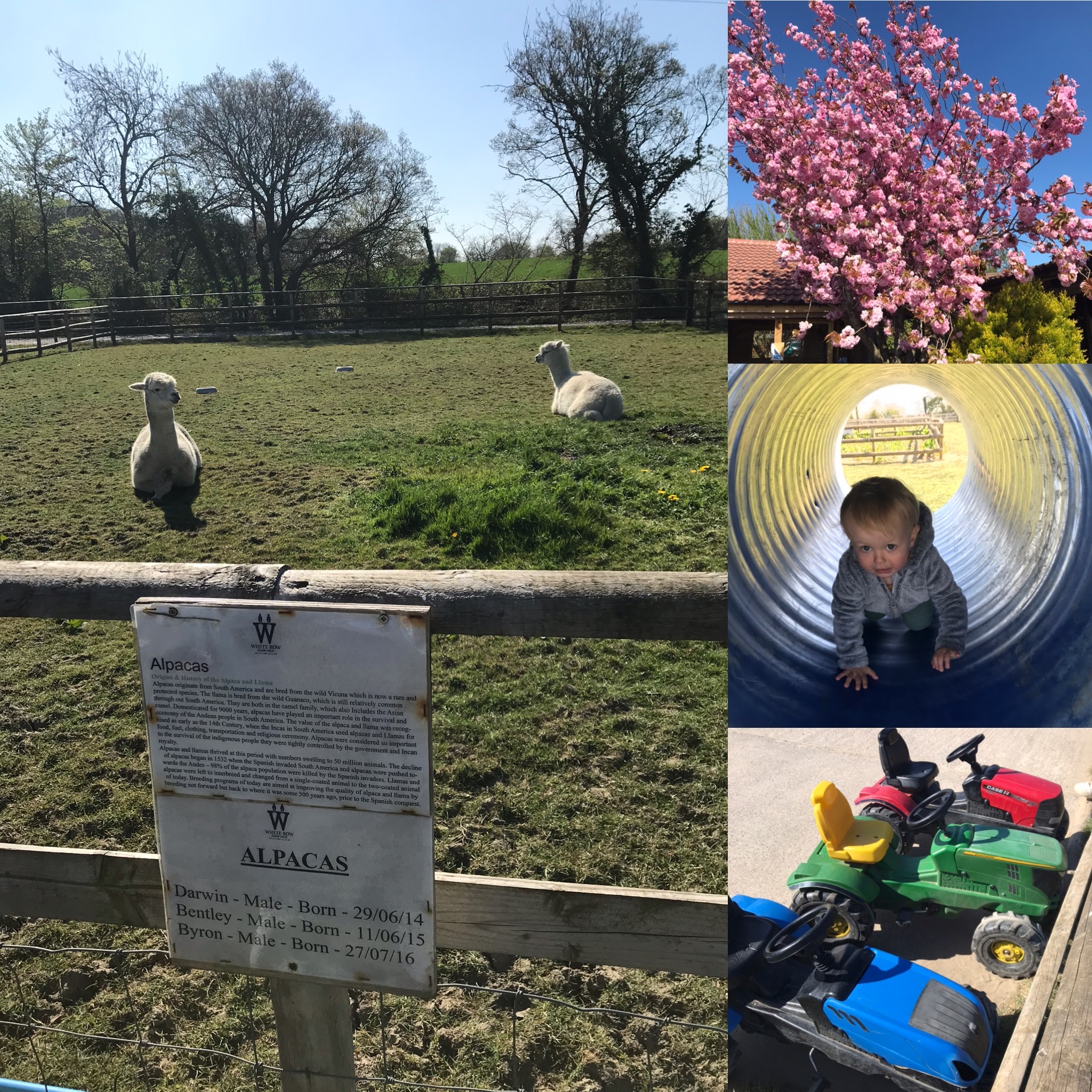 An Unexpected Day Out – White Row Farm – Our Whimsical World