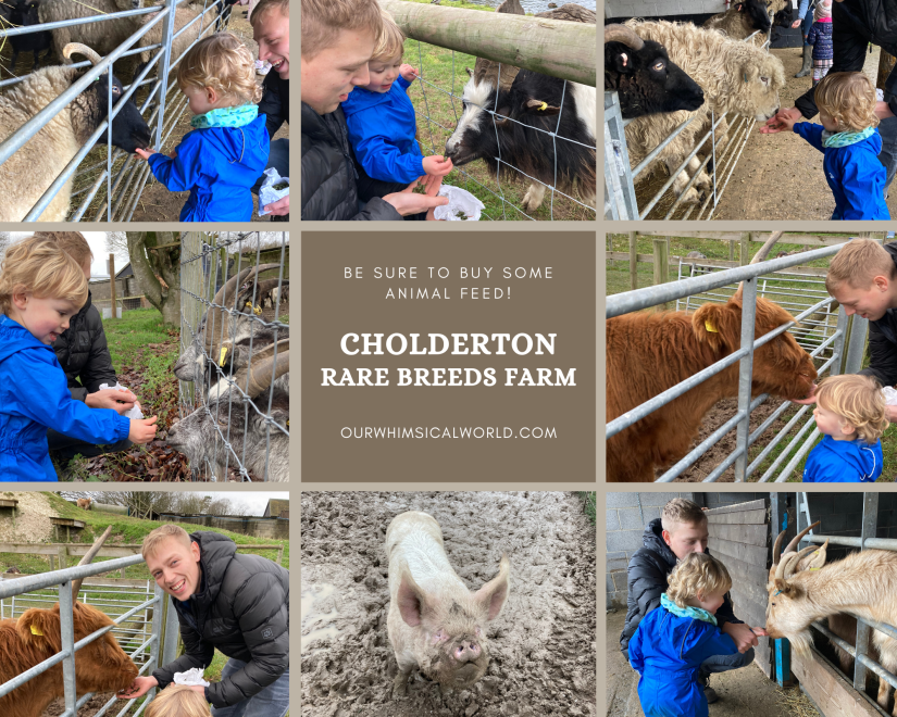 Visiting Cholderton Rare Breeds Farm – Our Whimsical World