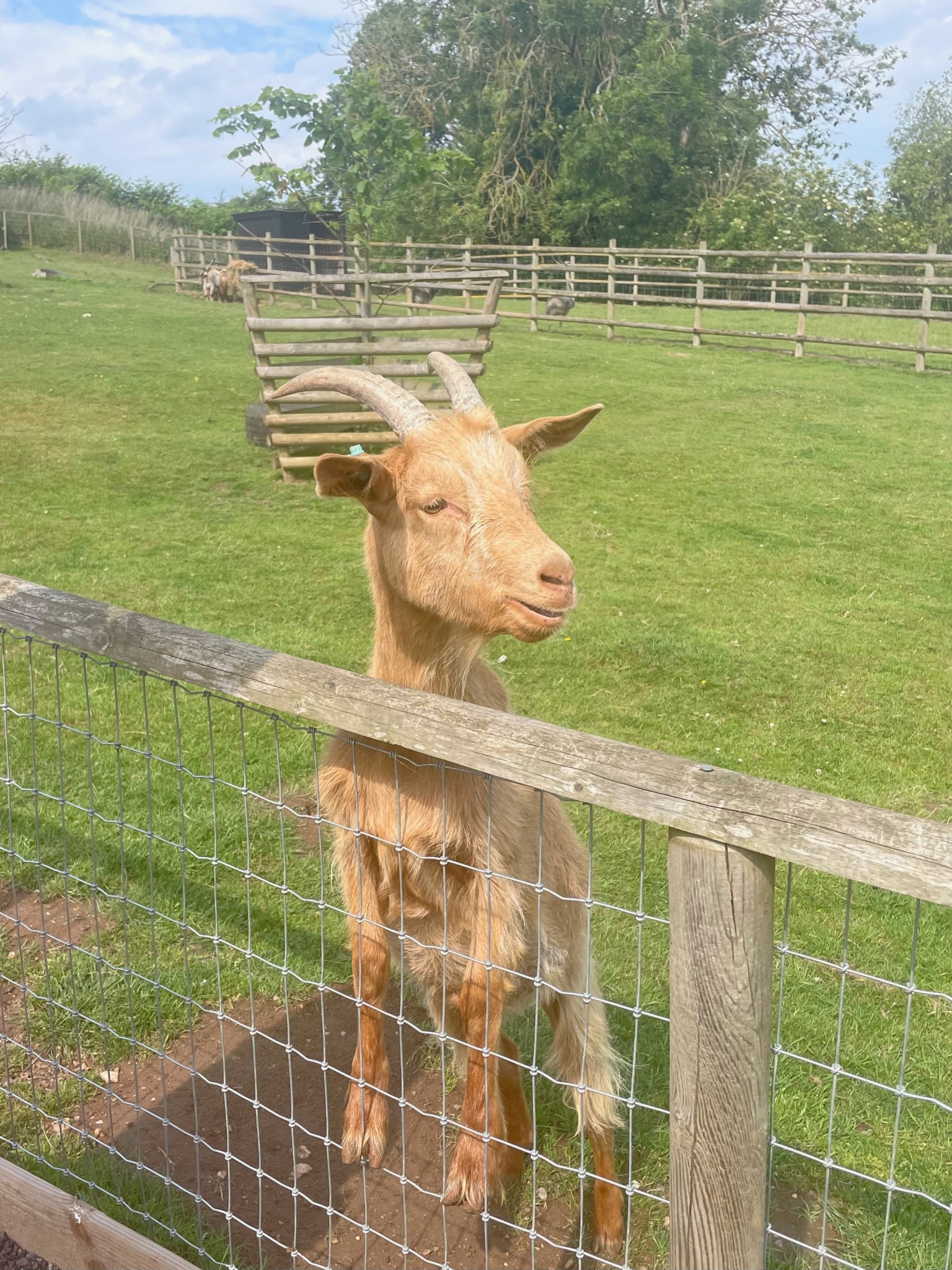 A Beary Good Day Out? Visiting Jimmy’s Farm & Wildlife Park – Our ...